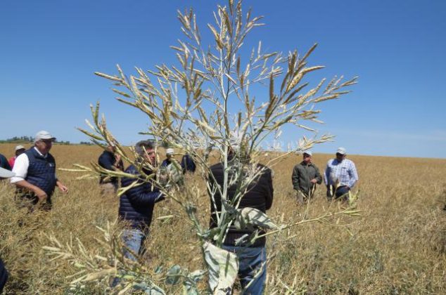 Carinata, el cultivo que multiplica por 3 - Agroeventos
